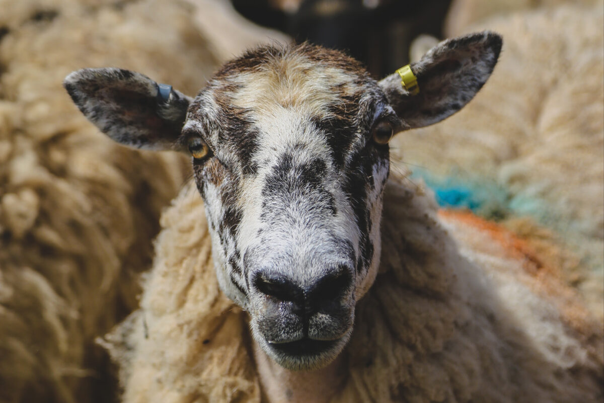 Farm – Dunchideock Barton